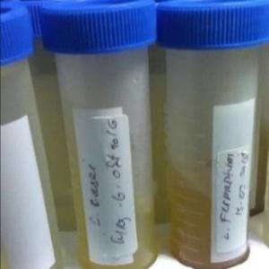 Promo Kultur Brevibacterium flavum Gel - Jakarta Selatan - Microbiolab ...