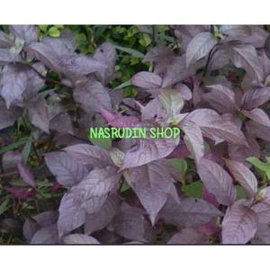 Jual DAUN UNGU 100 LEMBAR SEGAR / DAUN HANDELEUM SIEM LANGSUNG PETIK ...