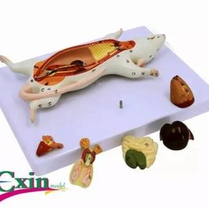 Jual Manekin Alat Peraga Model Anatomi Hewan Tikus - Kota Bogor ...