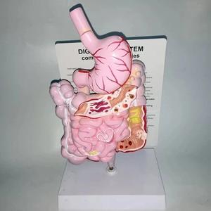Jual Alat Peraga Model Anatomi human digestive system Anatomical model ...