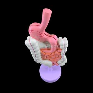 Jual Human Digestive system Stomach anatomy model the large intestine ...
