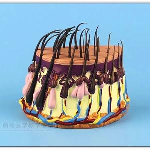 Jual Model Anatomi Hair growth process Hair follicles amplification ...