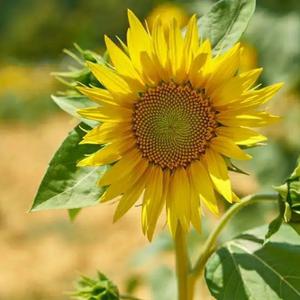 Jual F AJ TANAMAN BUNGA MATAHARI BESAR / POHON BUNGA MATAHARI HIDUP N ...