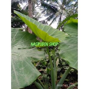 Jual KELADI PADANG TALAS PADANG / tanaman hias Colocasia gigantea ...