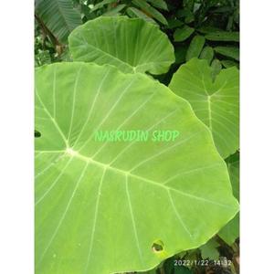 Jual KELADI PADANG Colocasia gigantea / TALAS PADANG / KEMUMU ANAKAN ...
