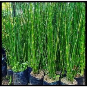 Jual @St23 Tanaman Bambu Hias Paku Ekor Kuda Kaku Bambu Jepang Tanaman ...