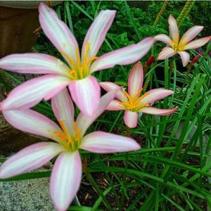 Promo Tanaman hias bunga Lily Hujan Rain Lily ID/ white jongkrak - Kab ...
