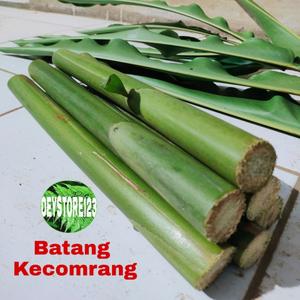 Jual pohon batang kecombrang atow honje 1kg - Jakarta Pusat ...