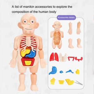 Jual Mainan Edukasi Human Body Model Organ Tubuh Torso Anatomi Phantom ...