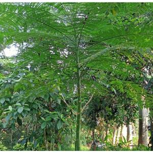 Jual Bibit Pohon Solobium Parahyba - Tanaman Pakis Brazil - Kab. Bekasi ...