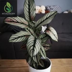 Jual Tanaman Hias Calathea White Star Majestica - Kota Depok - mitia ...