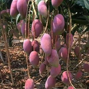 Jual bibit mangga okulasi red emperor, red ivory, namdokmai, irwin ...
