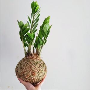 Jual Kokedama - Zamioculcas Zamiifolia Zz Plant Tanaman Hias Zamia ...