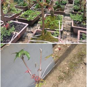 Jual READY Red Maple Jepang Tanaman Hias Red Mapel Japanese Original ...