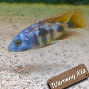 Jual Ikan Cichlid Hap Placidochromis Milomo Super Vc-10 Original Best ...