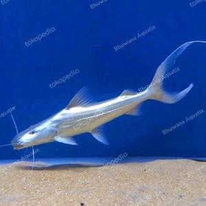 Jual Ikan Flavican Catfish Moonlight (Brachyplatystoma Flavican ...