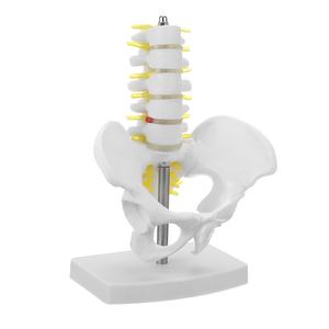 Jual HP Small Pelvis with Lumbar Spine Five Section For Teaching Model ...