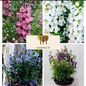 Jual Tanaman Hias Paket 6 Jenis Lavender Angelonia / Bunga Lavender Ori ...
