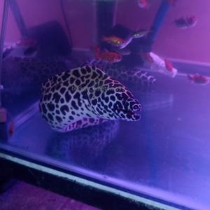 Jual Ikan Hias Moray Eel | Moray Eel Leopard Series | Belut Hias ...