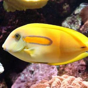 Jual Ikan Hias Air Laut - Botana Kapsul Kuning Original Best Seller ...