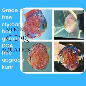 Jual Ikan Discus Leopard Snake Skin Lss 2 Inch, 3 Inch, 5 Inch Original ...