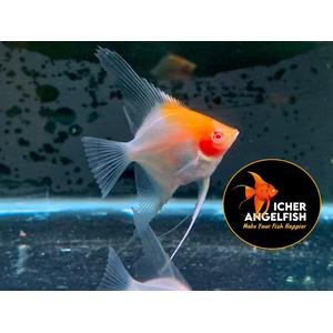 Jual Manfish Red Cap Albino Ikan Hias Air Tawar / Angelfish Original ...