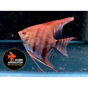 Jual Manfish Red Shoulder / Ikan Hias Air Tawar / Angelfish Red ...