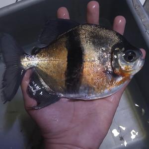 Jual Ikan Myleus Wide Bar (Widebar) Original Best Seller - Jakarta ...