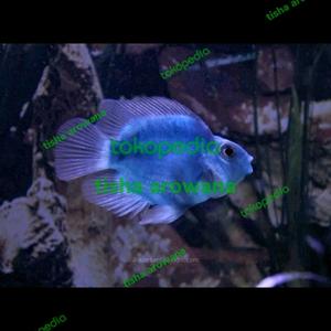 Jual Kingkong Parot Blue Biru Ikan Perot Kingkong Import Original Best ...