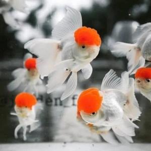 Jual Ikan Hias Koki Oranda Red Cap Red Jumbo Paket 5 Ekor Original Best ...