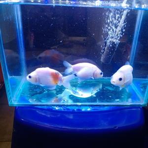 Jual Ikan Mas Koki Ranchu Sakura Sapi Original Best Seller - Jakarta ...