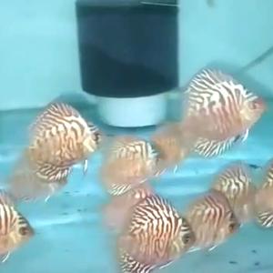 Jual Discus Tiger / Tiger Discus / Discus Fish / Tiger Mozaik Original ...