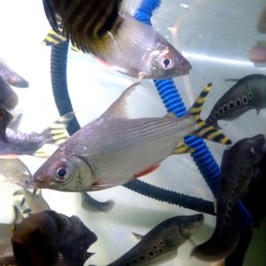 Jual Ikan Yff Yellow Flagtail Fish Original Best Seller - Jakarta Utara ...
