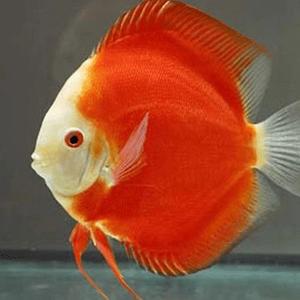 Jual Ikan Discus Red Melon Isi Satu Ekor Jantan Dan Betina Ukuran 2 In ...