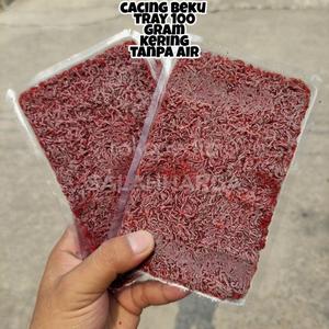 Jual 👍 CACING BEKU PREMIUM / CACING BEKU TRAY / CACING BEKU MURAH ...