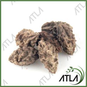 Jual Benih Pohon Jenitri Refill Bibit Tanaman Biji Buah Buahan Genitri ...