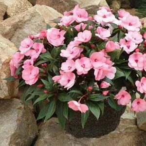 Jual Tanaman Hias Impatiens Atau Pacar Air Pink - Kota Surabaya ...