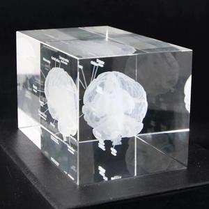Jual 3D Human Anatomical Model Paperweight Laser Etched Brain Crystal ...