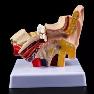 Jual Manekin Model Anatomi Telinga Medical props model 1.5 Times Life ...