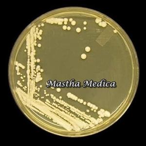 Jual Media Tumbuh Sabouraud Dextrose Agar Plate Alat Laboratorium SDA ...