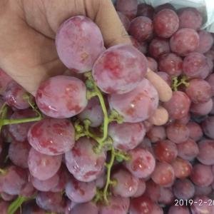 Jual BUAH ANGGUR MERAH JUMBO 1KG - Jakarta Selatan - MINBO | Tokopedia