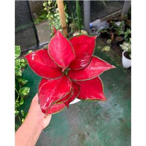Jual Aglonema Red Queen - Tanaman Hias Aglonema Red Queen Culture ...