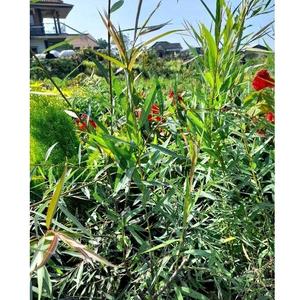 Jual Tanaman Pohon Liang Liu / Pohon Janda Merana / Salix Babylonica ...