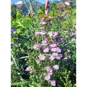 Jual Tanaman Bunga Aster Pikok / Peacock (Cocok Untuk Dekor) - Kota ...
