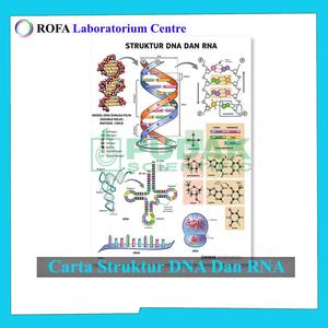 Jual Carta Struktur DNA Dan RNA / Carta Biologi / Carta IPA - Jakarta ...
