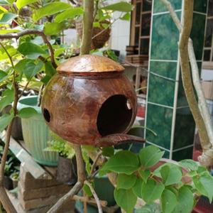 Jual GLODOK BATOK KELAPA RUMAH BERTELUR BURUNG LOVEBIRD DAN KENARI ...
