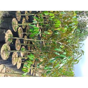 Jual Dijual Tanaman Durian Kani Atau Durian Chanee Ukuran 130cm Limited ...