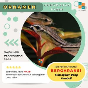 Jual Corydoras Pygmi Pygmy Ikan Hias Air Tawar Aquarium Aquascape ...