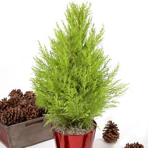 Jual Good Egrow 50 Pcs Italian Cypress Tree Seeds Cupressus ' - Jakarta ...