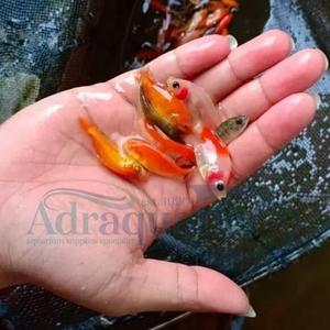 Jual Ikan Mas Hidup 1 Ekor Untuk Pakan Ikan Predator Makanan Pelet ...